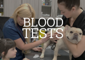 Blood tests for your dog: What you need to know