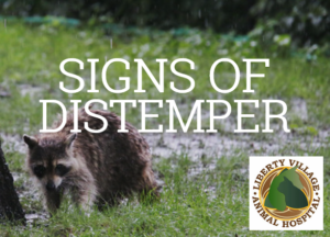 Distemper is a problem in Toronto. Do you know the signs?